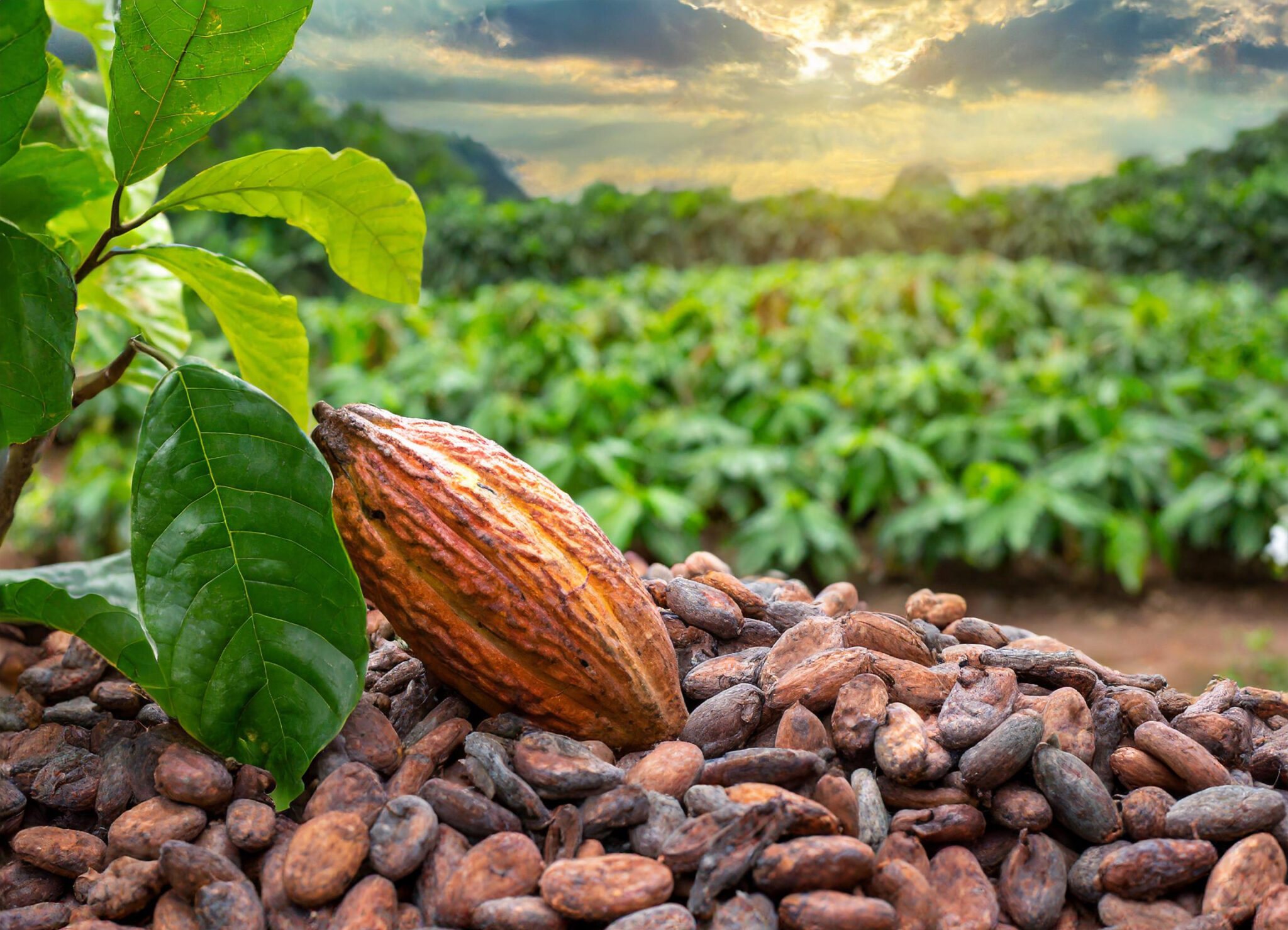 Nigeria’s Cocoa Exports Soar More Than Sixfold in Q4 2024 | Radio Now